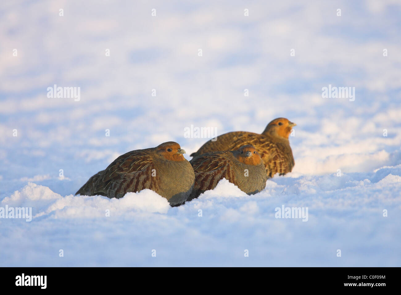 Grouse bird birds partridge hi-res stock photography and images - Alamy