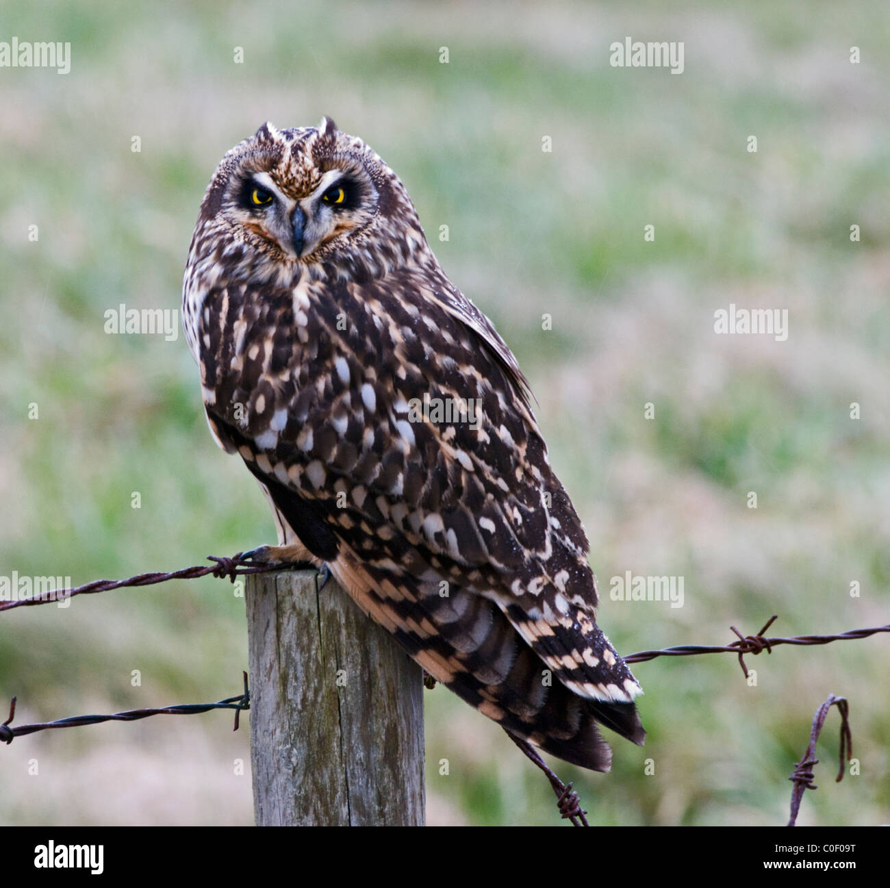 Short-eared Owl (Asio flammeus Stock Photo - Alamy