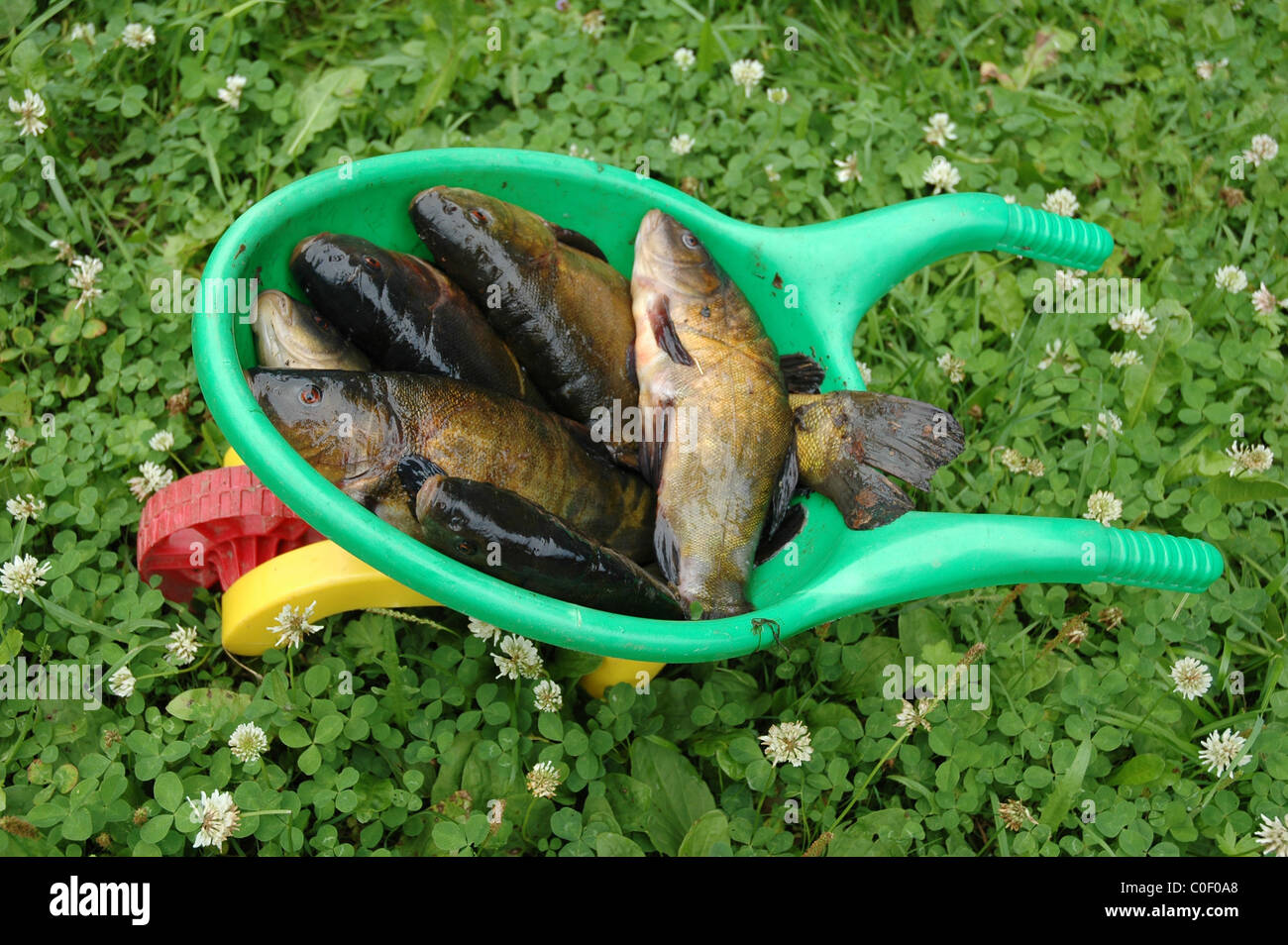 fresh fish tench (Tinca tinca) on children garden cart Stock Photo - Alamy