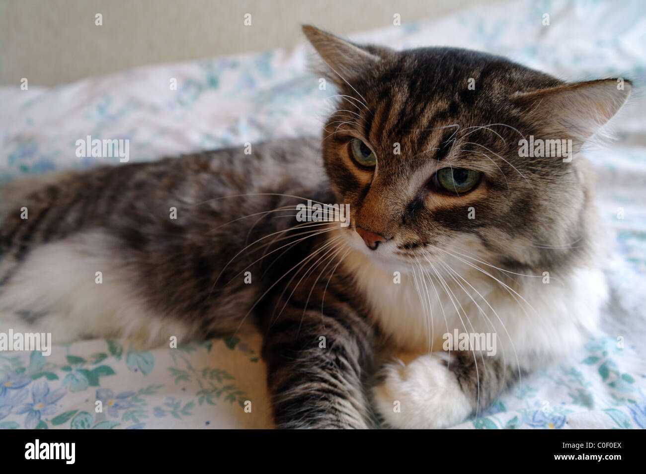 The Siberian cat lies on a bed, Moscow Region, Russia Stock Photo - Alamy