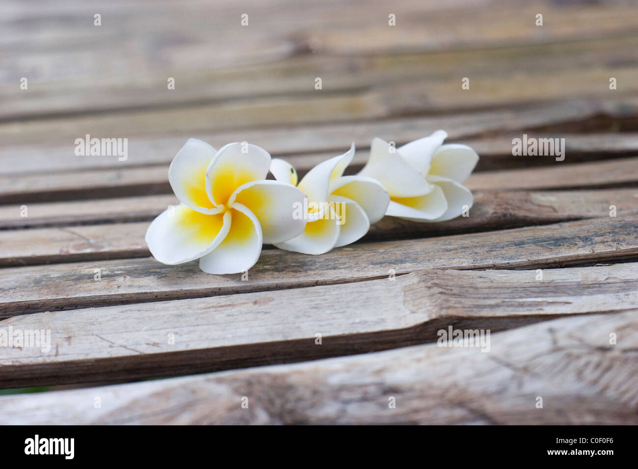 flowers on a bench Stock Photo - Alamy