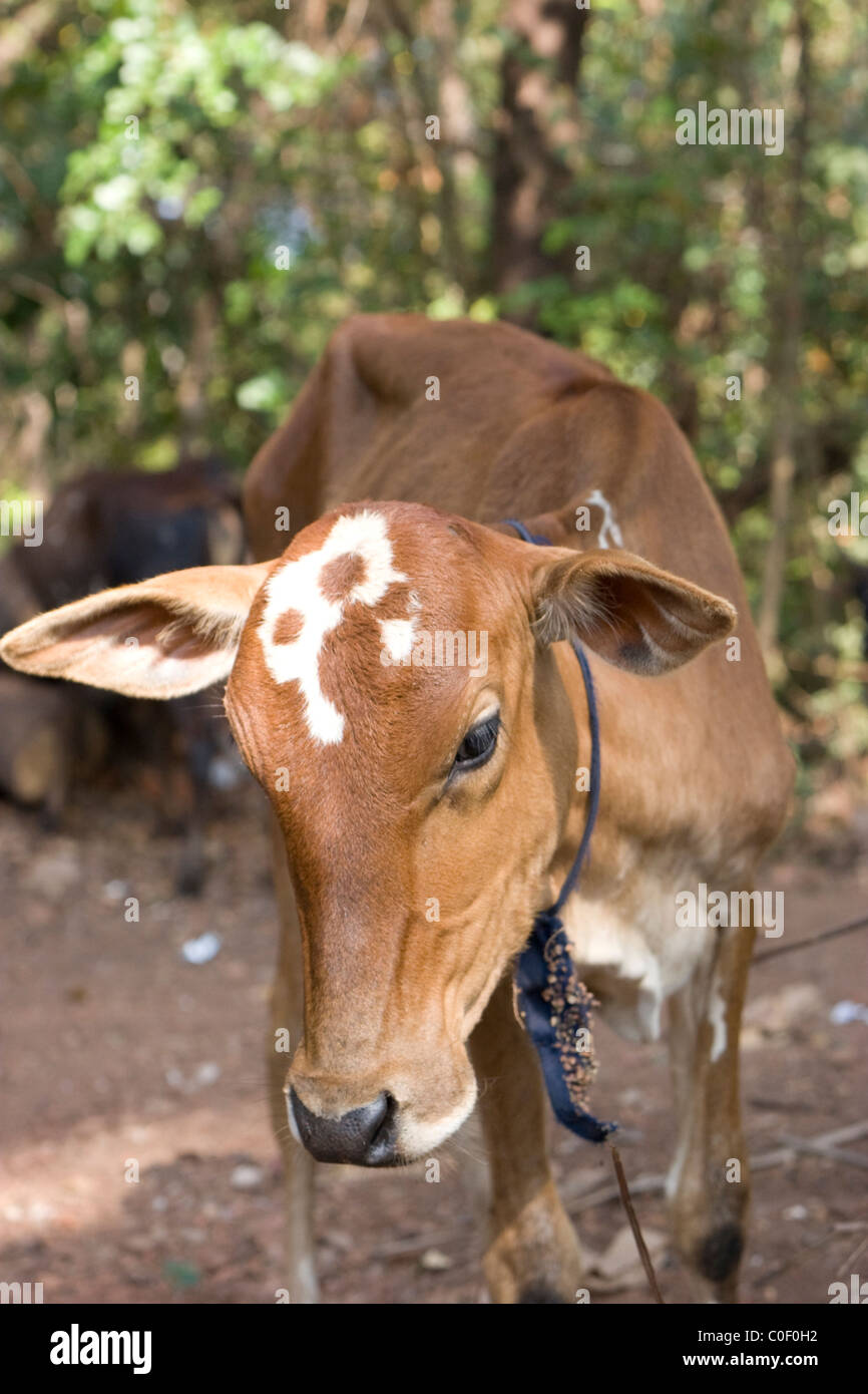 Skinny cow hi-res stock photography and images - Alamy