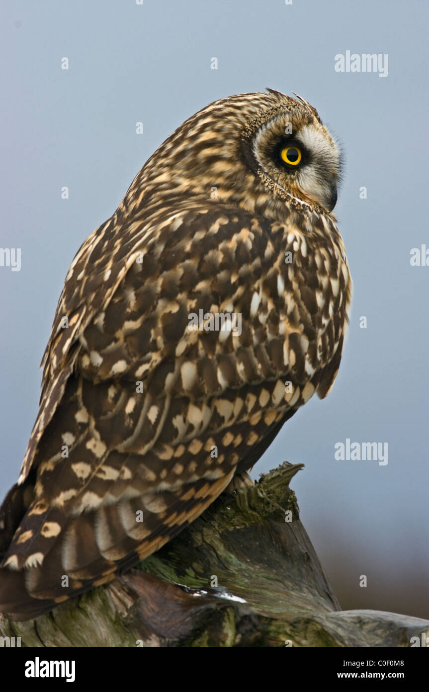 Short-eared Owl (Asio flammeus Stock Photo - Alamy