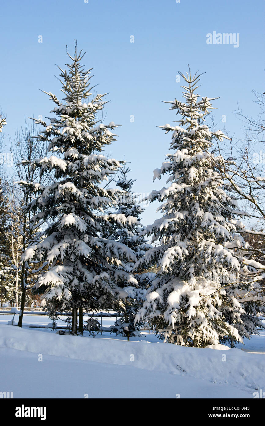 Covered spruce hi-res stock photography and images - Alamy