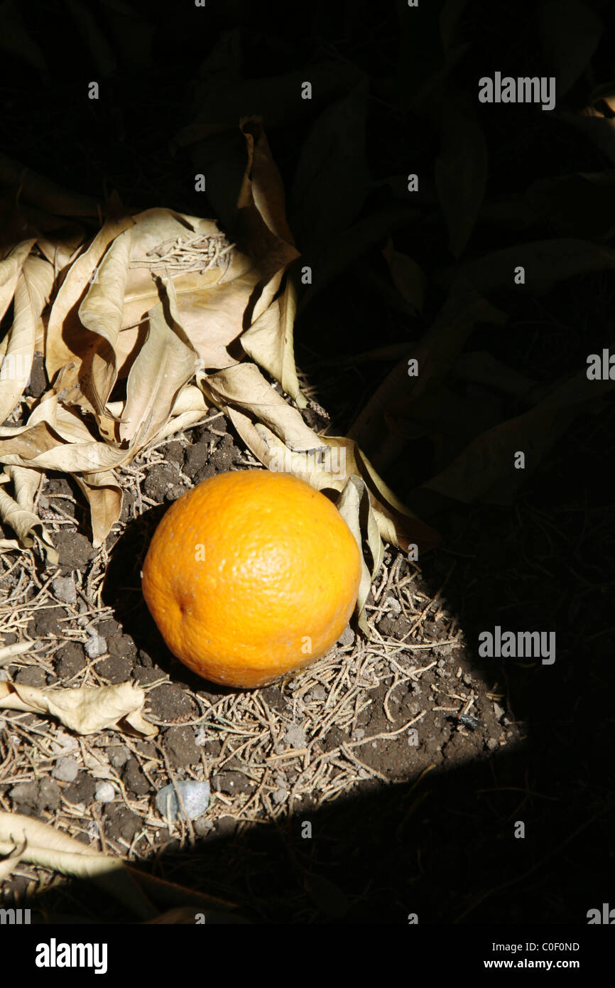 Orange zest ground hi-res stock photography and images - Alamy