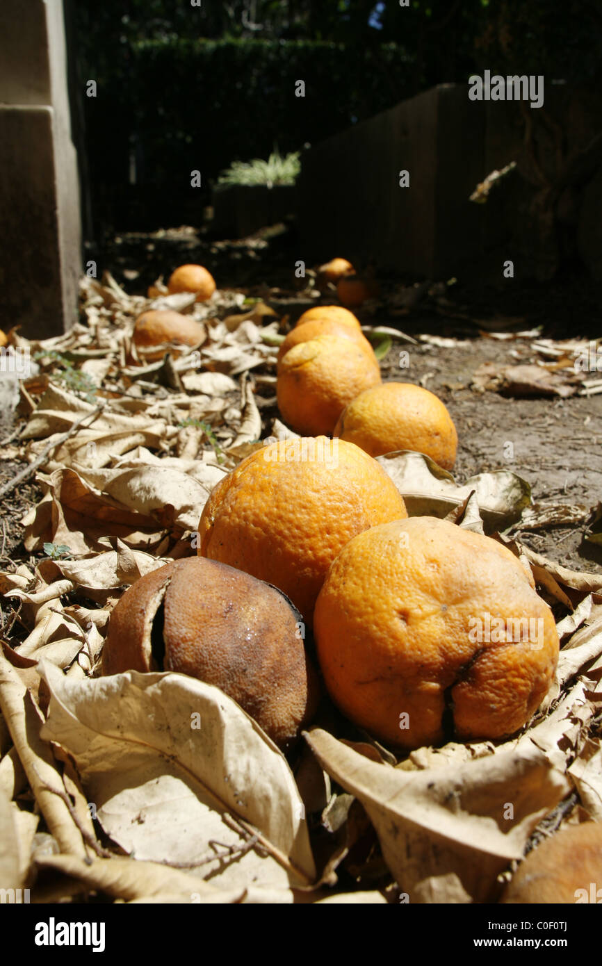 Orange zest ground hi-res stock photography and images - Alamy