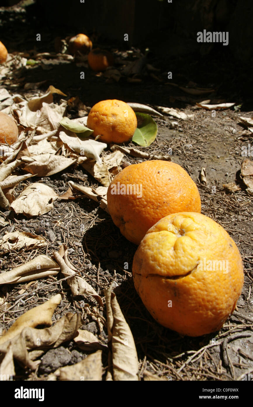 Orange zest ground hi-res stock photography and images - Alamy