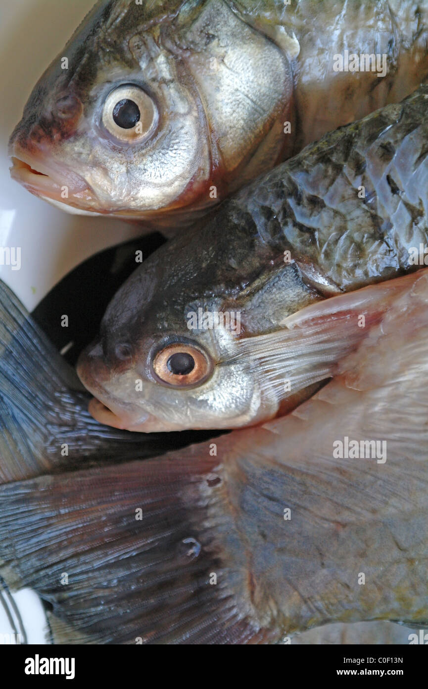 The cleared crude fish the Crucian on a plate Stock Photo - Alamy