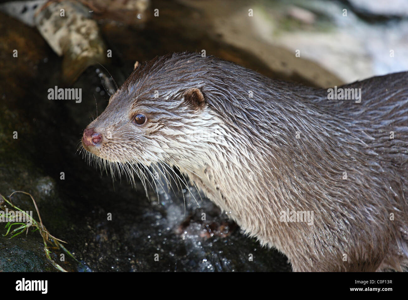A river otter sitting on a wet stone Stock Photo - Alamy