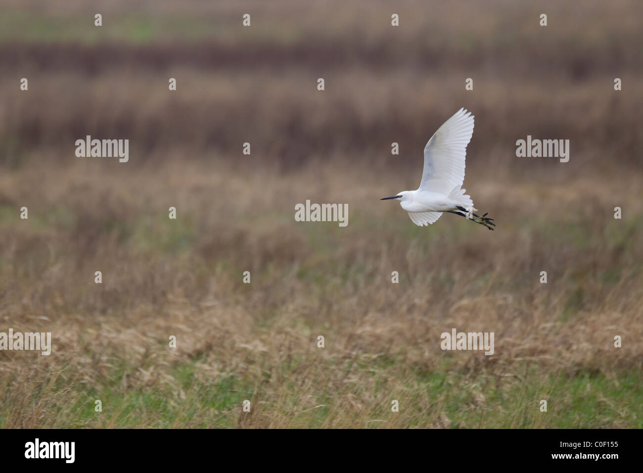 Little Egret Egretta garzetta flying over saltmarsh at Parkgate ...