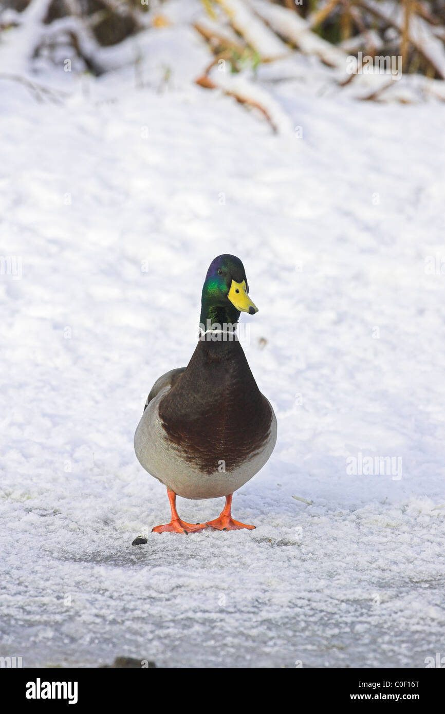 Adult male mallard standing on hi-res stock photography and images - Alamy