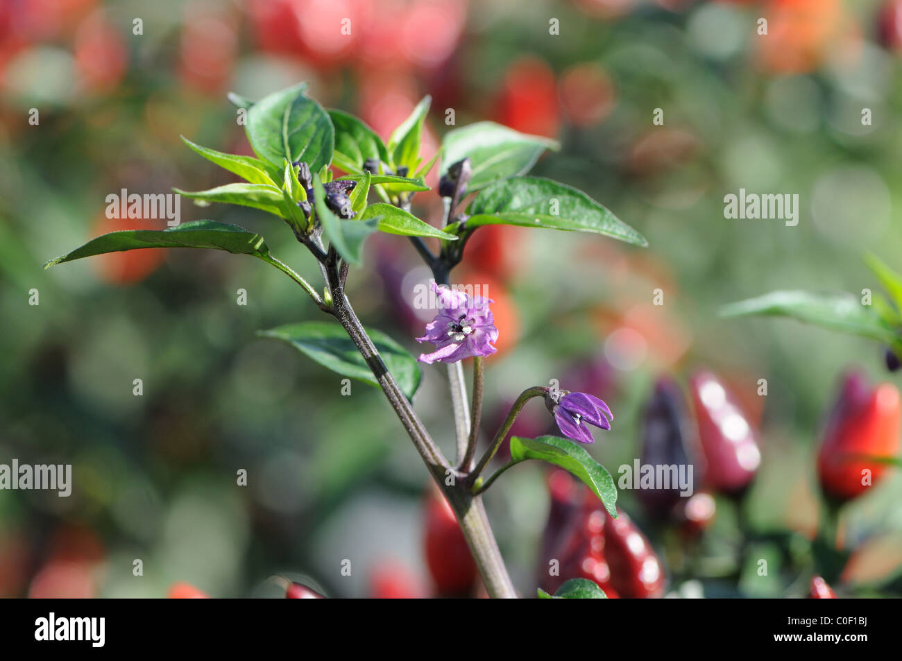 Chilli fairy lights hi-res stock photography and images - Alamy