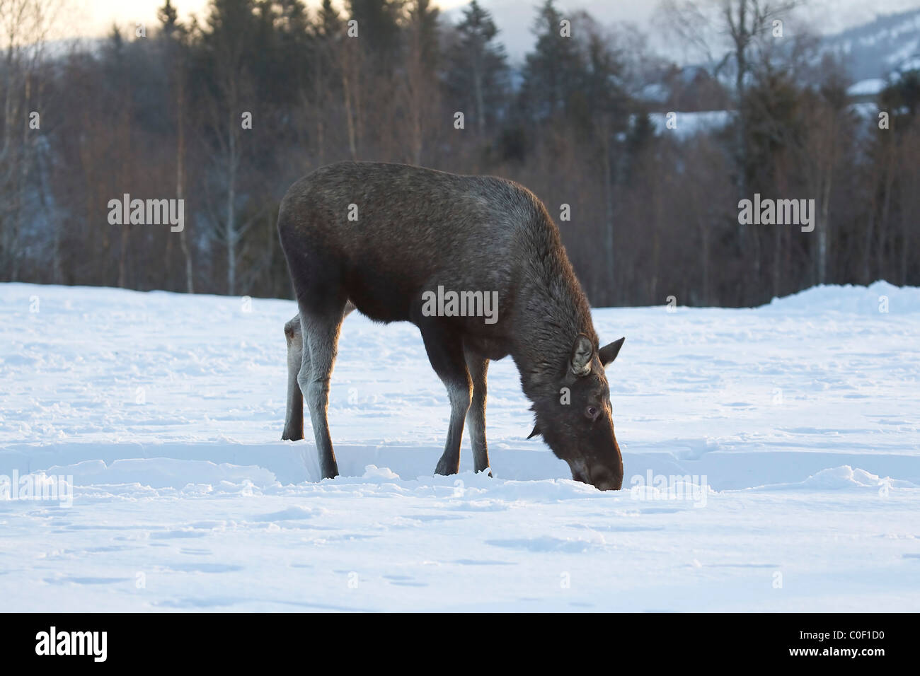 Norwegian boreal forest hi-res stock photography and images - Alamy