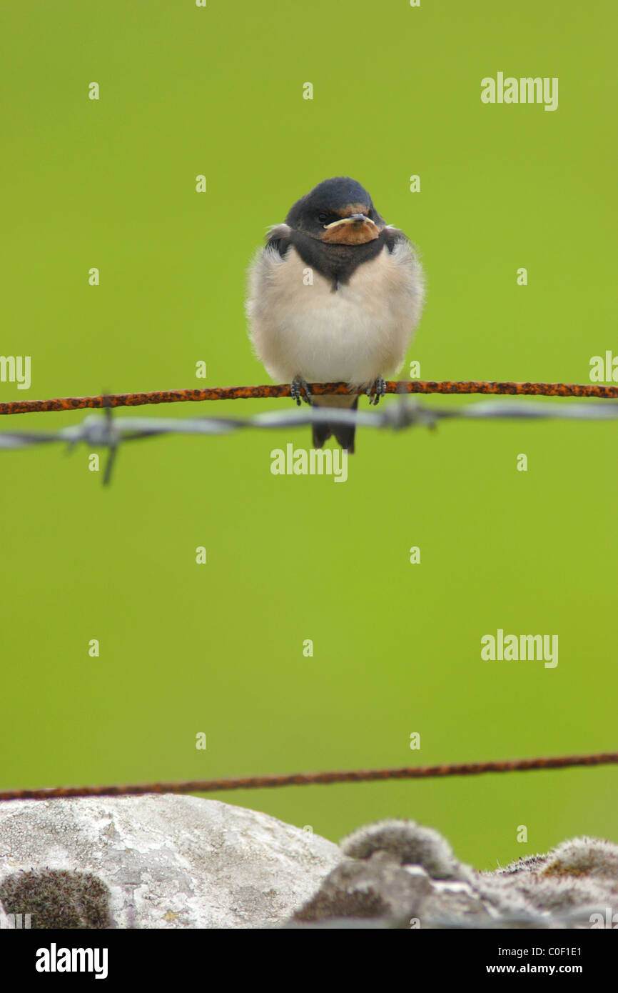 Baby Swallow (Hirundo rustica) on barbed wire fence, summer, Yorkshire ...