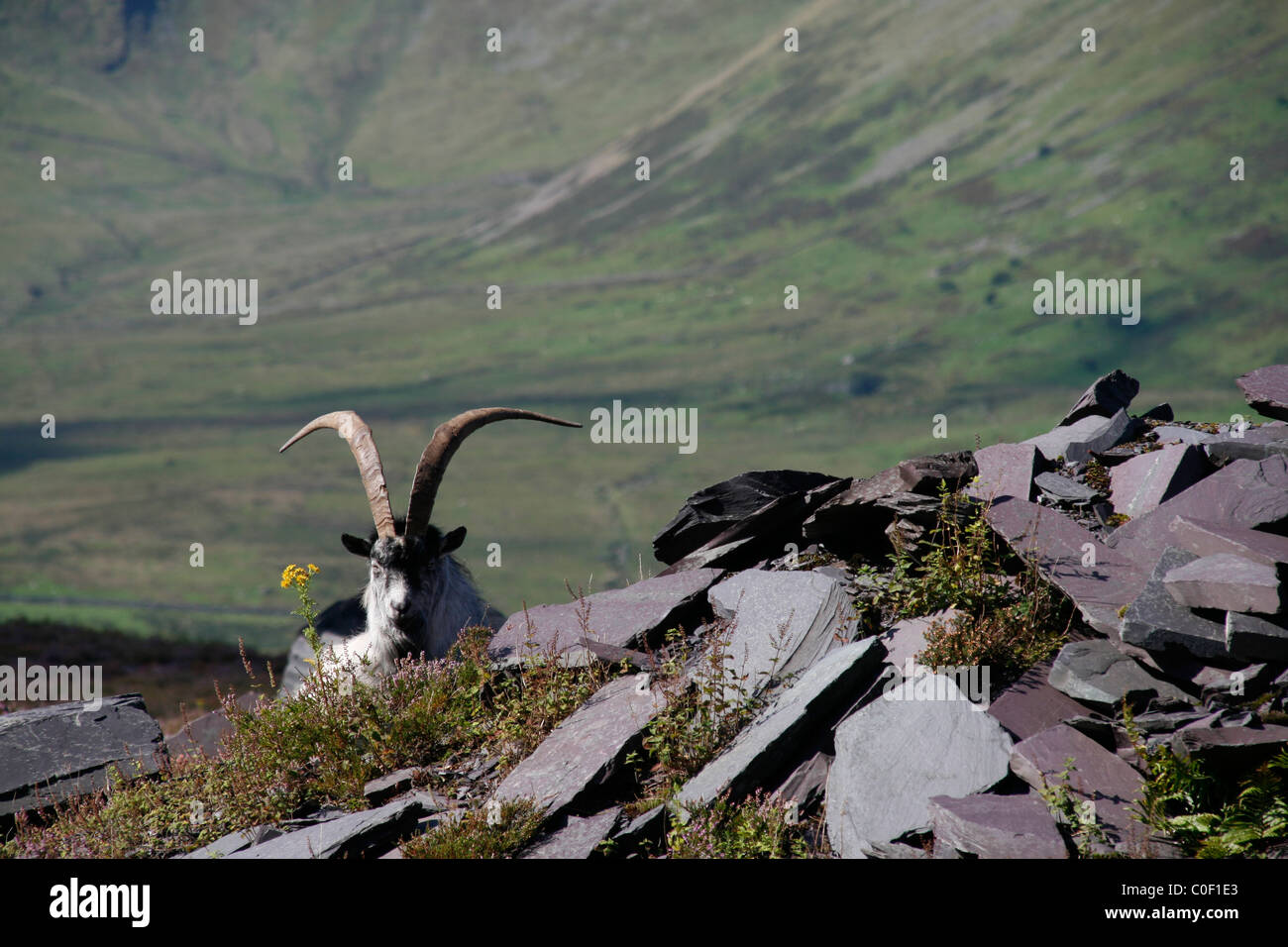 wild welsh mountain goats in dinorwic quarry, north wales Stock Photo ...