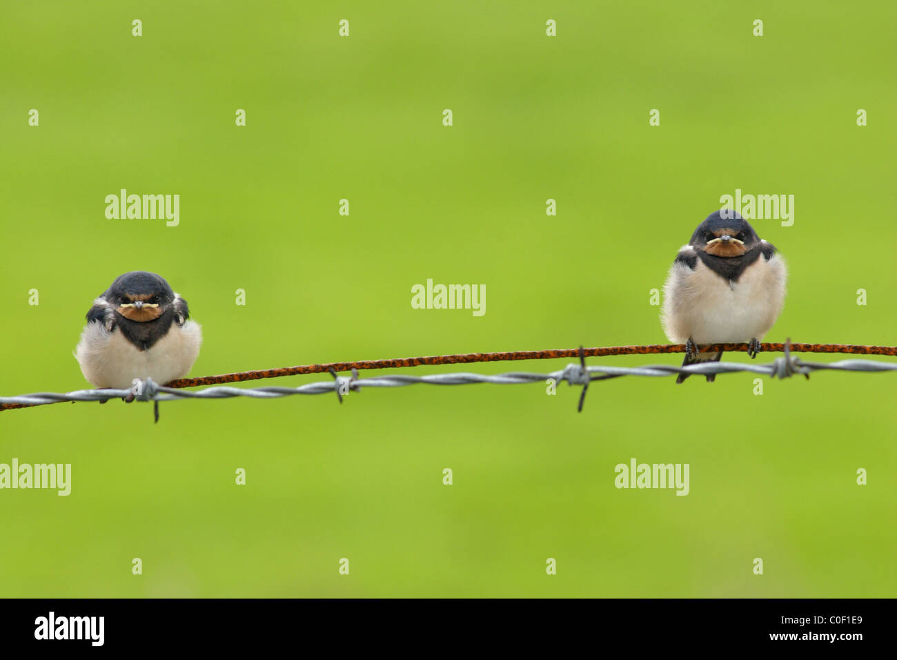 Baby Swallows (Hirundo rustica) on barbed wire fence, summer, Yorkshire ...