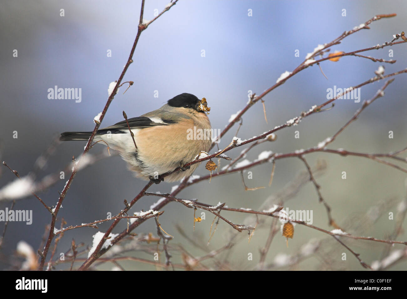 Northern Bullfinch High Resolution Stock Photography and Images - Alamy