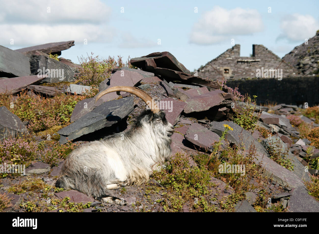 wild welsh mountain goats in dinorwic quarry, north wales Stock Photo ...