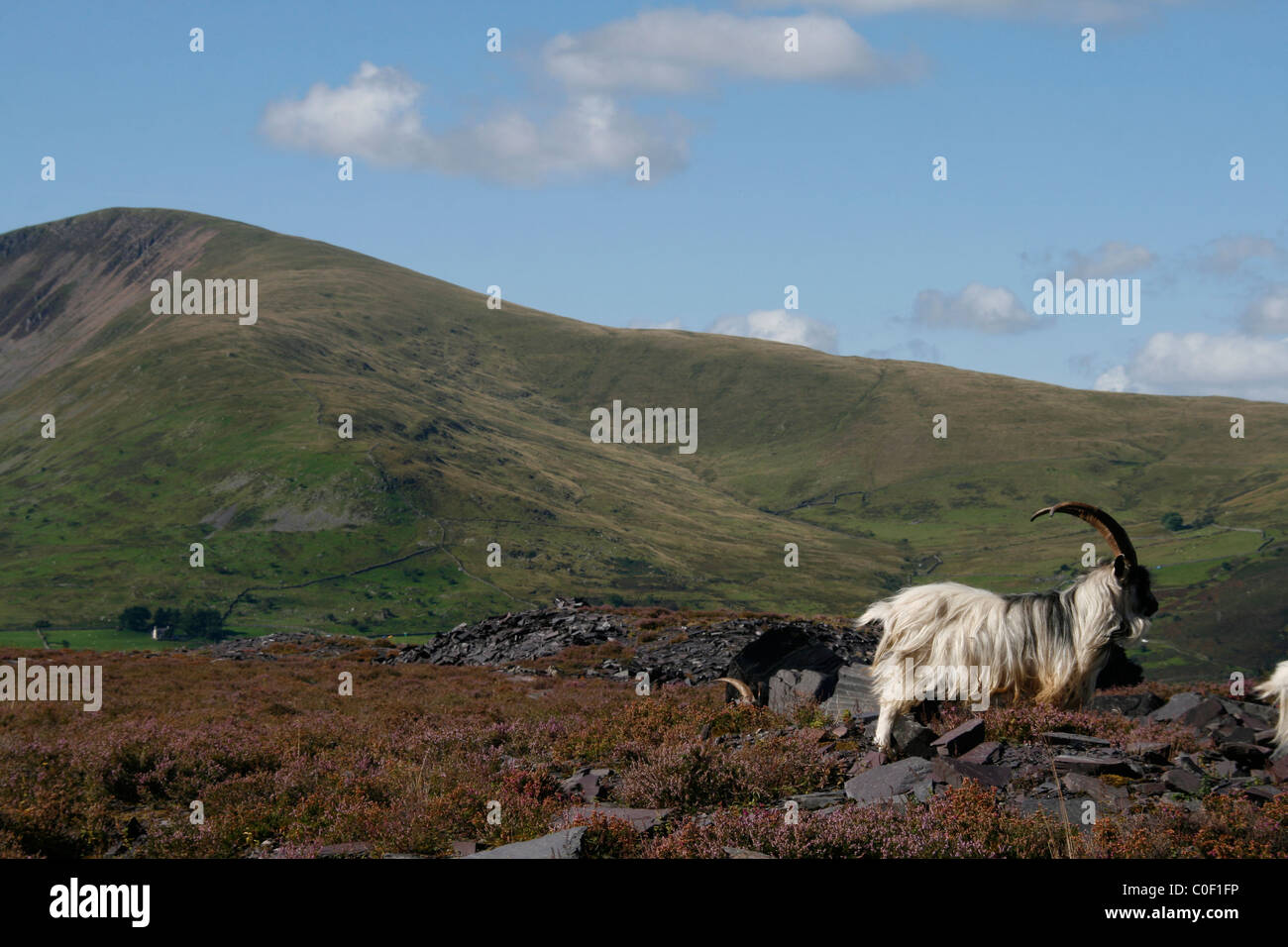 wild welsh mountain goats in dinorwic quarry, north wales Stock Photo ...