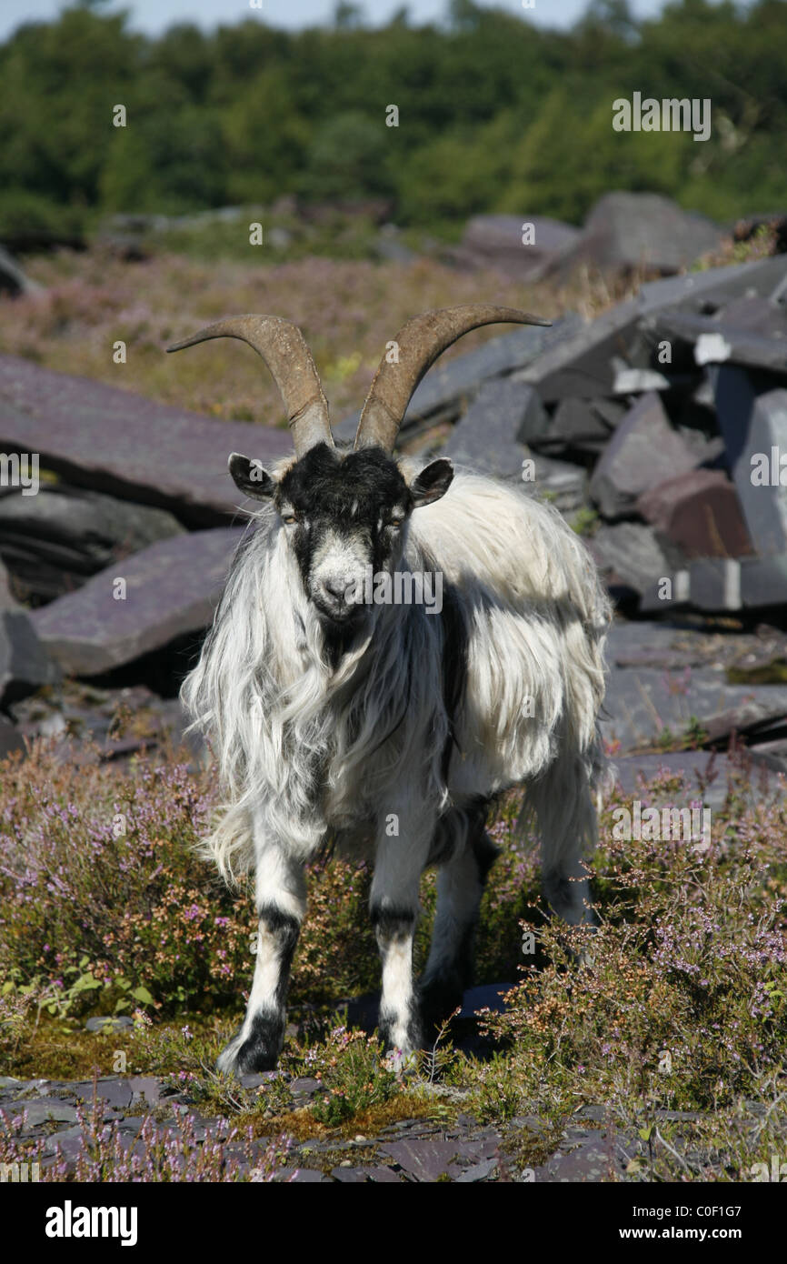 wild welsh mountain goats in dinorwic quarry, north wales Stock Photo ...