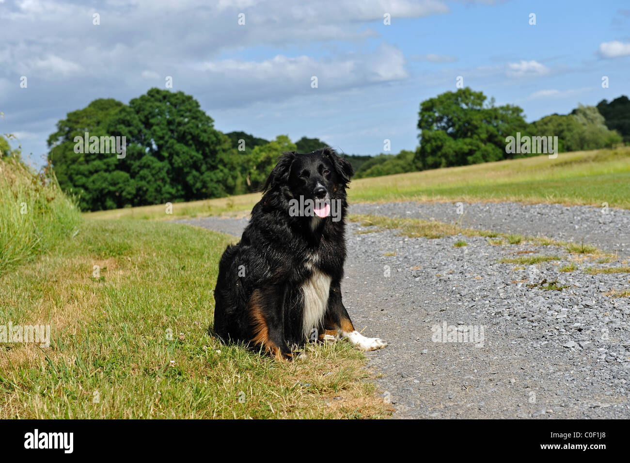 Country scene with dog hi-res stock photography and images - Alamy