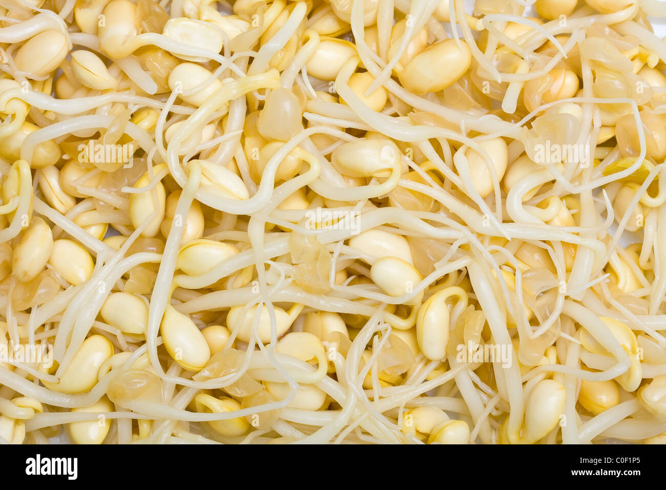 Bean sprout root hi-res stock photography and images - Alamy