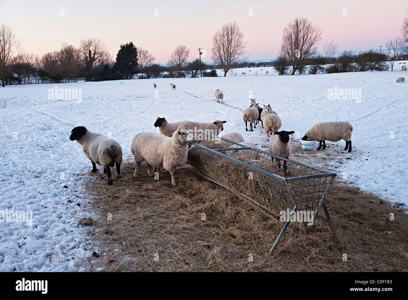 Sheef feeding on straw at dusk in snowy field Goldcliff Gwent Levels ...