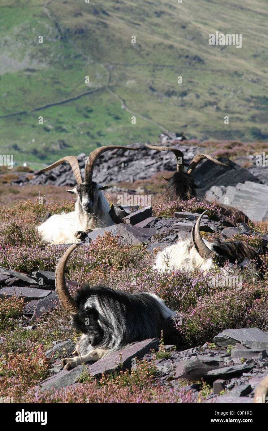 Goats in quarry hi-res stock photography and images - Alamy