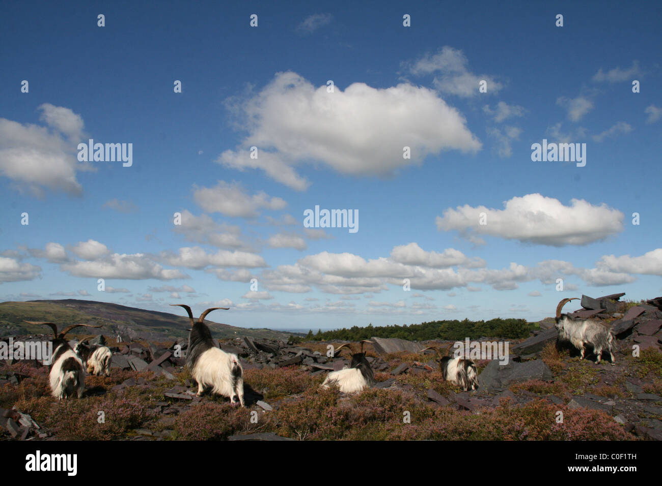 wild welsh mountain goats in dinorwic quarry, north wales Stock Photo ...