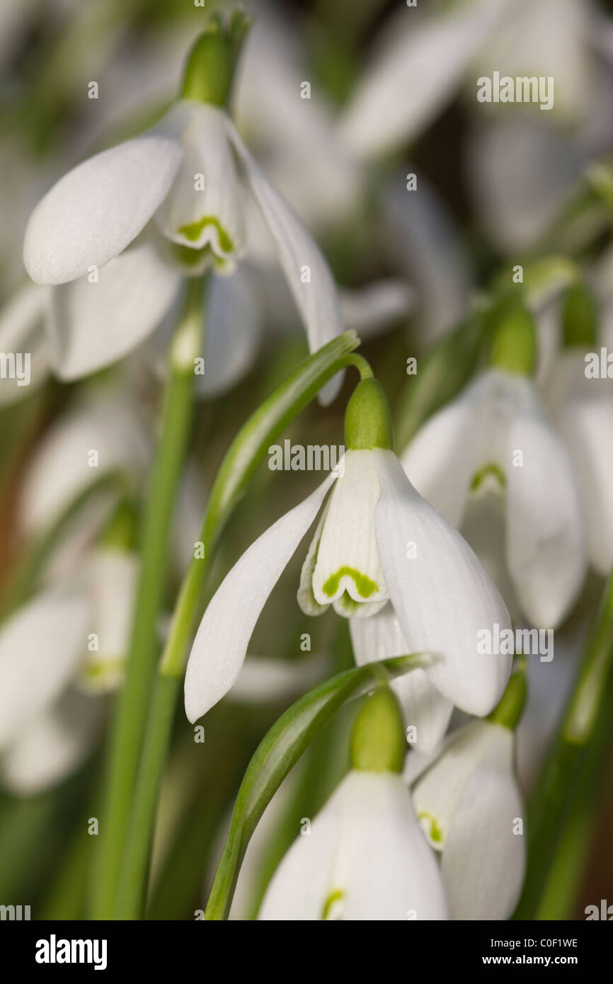 British snowdrops hi-res stock photography and images - Alamy