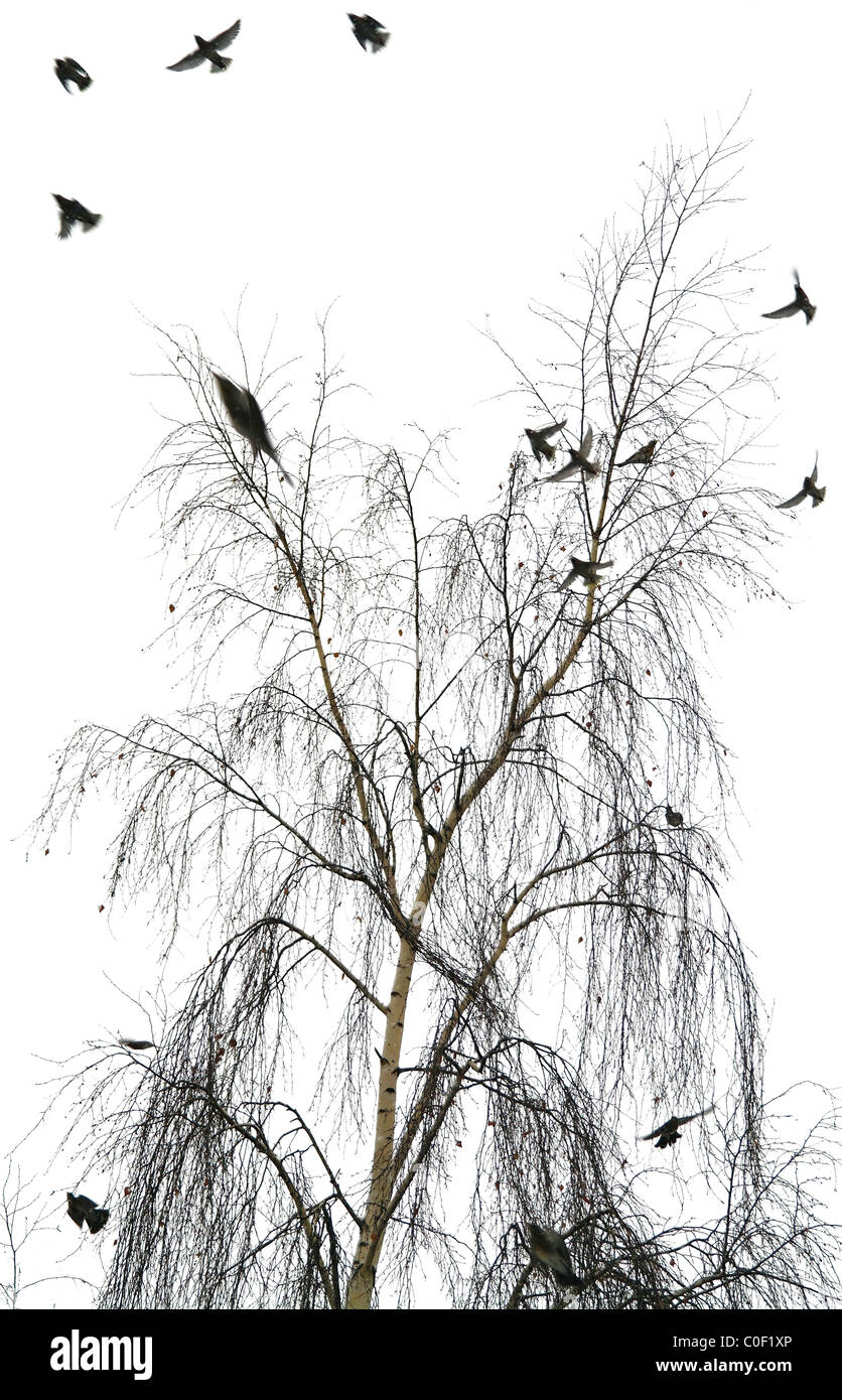 The flight of birds flies from a crone of a birch in the winter, Moscow ...