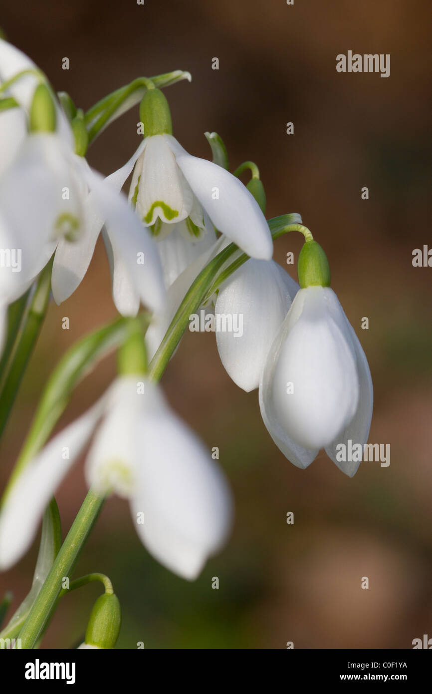 British snowdrops hi-res stock photography and images - Alamy