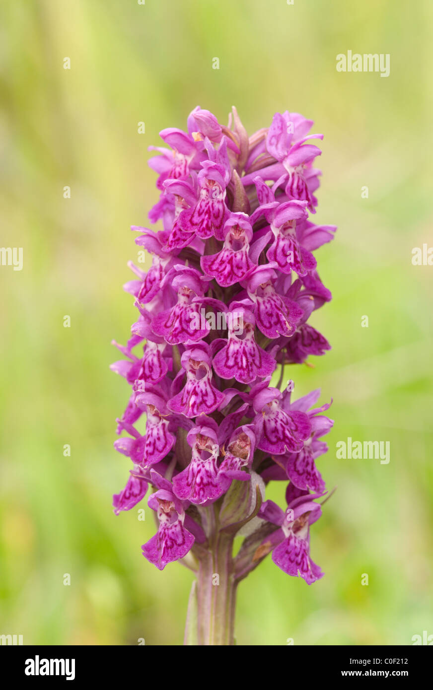 Northern Marsh Orchid (Dactylorhiza purpurella) above the cliffs at ...
