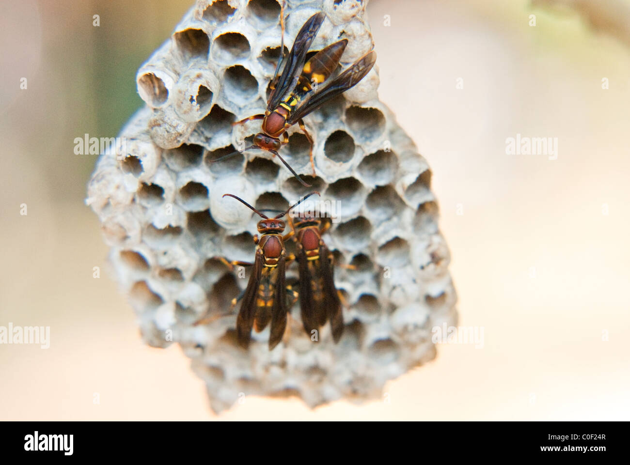 Wasps nest in rainforest hi-res stock photography and images - Alamy