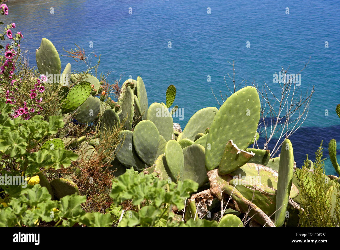 Prickly pear in Ibiza. Spain Stock Photo - Alamy