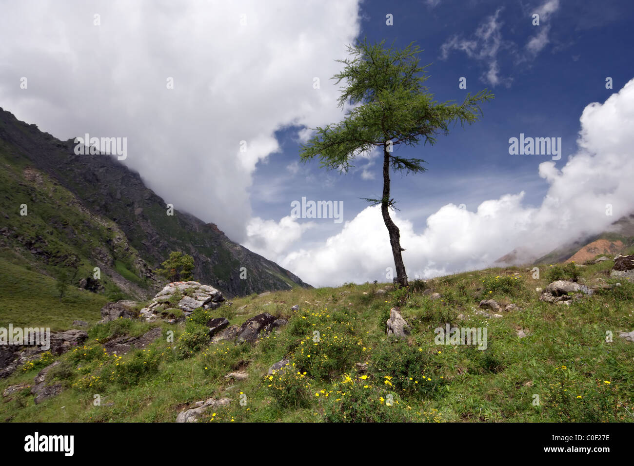 Beautiful harmonious landscape in Siberia with tree, blue sky, clouds ...