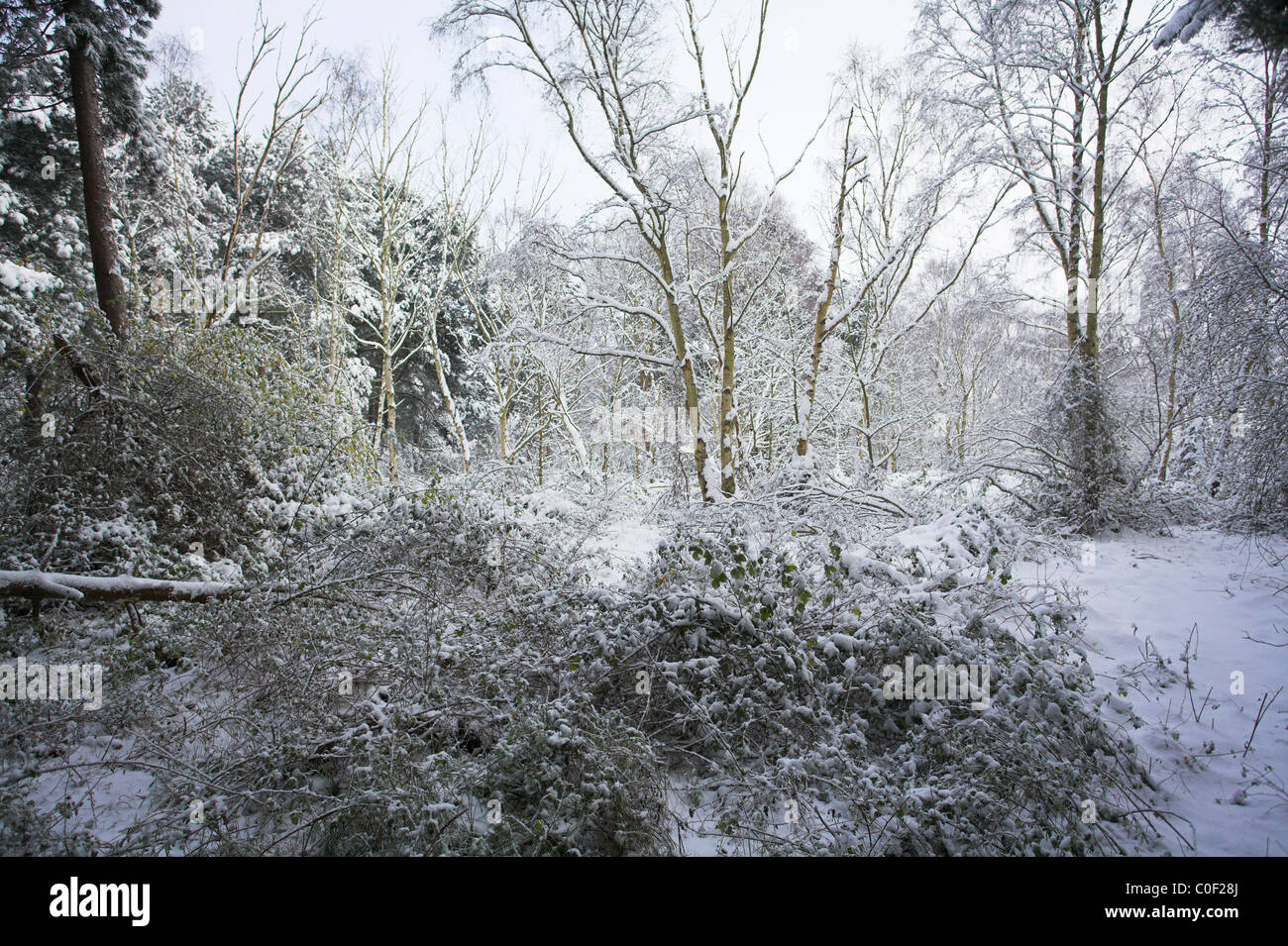 Snow-covered woodland at Wells-next-the-Sea, Norfolk in December Stock ...
