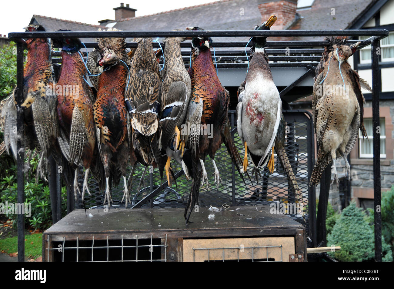 Duck & Pheasant shooting Stock Photo - Alamy