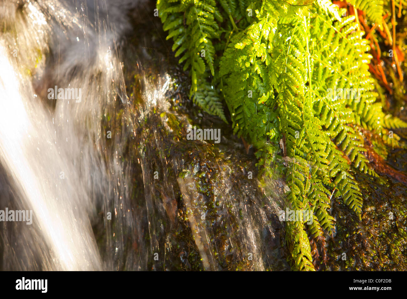 A fern growing next to a woodland stream in Ambleside, Lake District ...