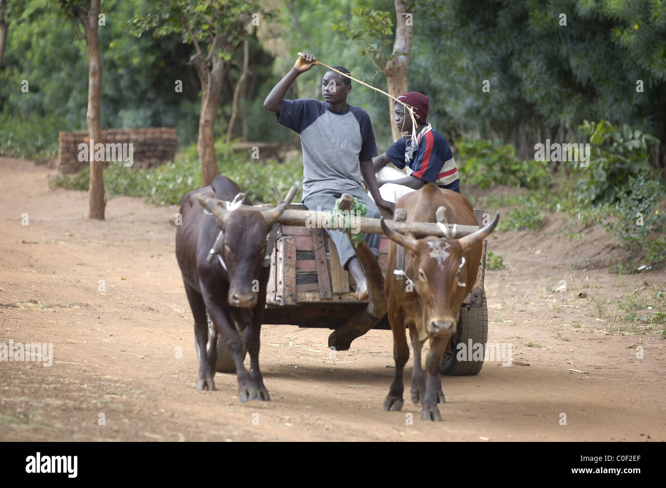 Ox drawn cart hi-res stock photography and images - Alamy