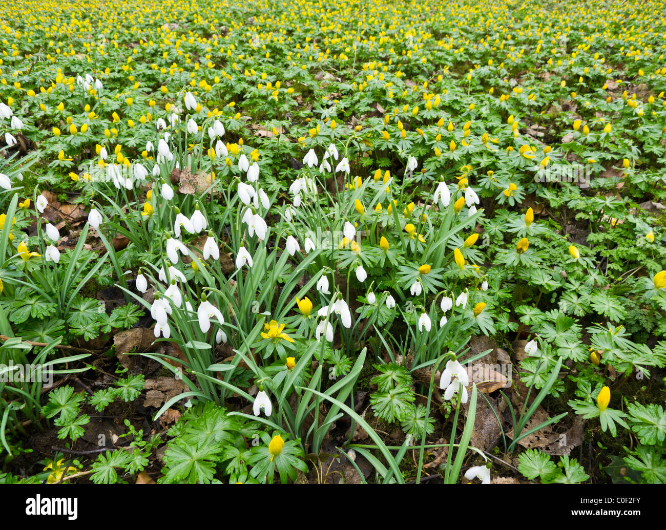 Snowdrop flowers hi-res stock photography and images - Alamy
