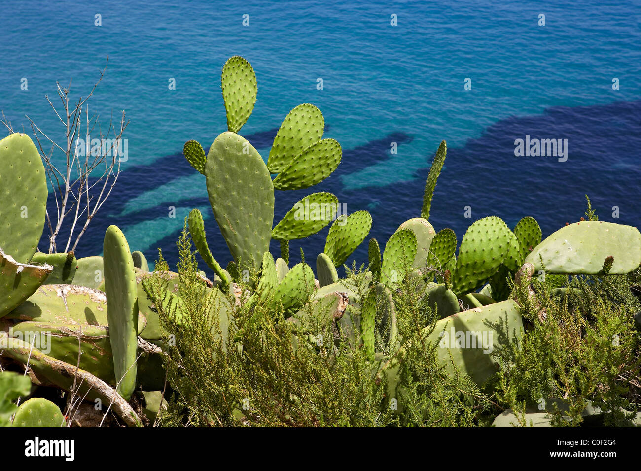 Prickly pear in Ibiza. Spain Stock Photo - Alamy