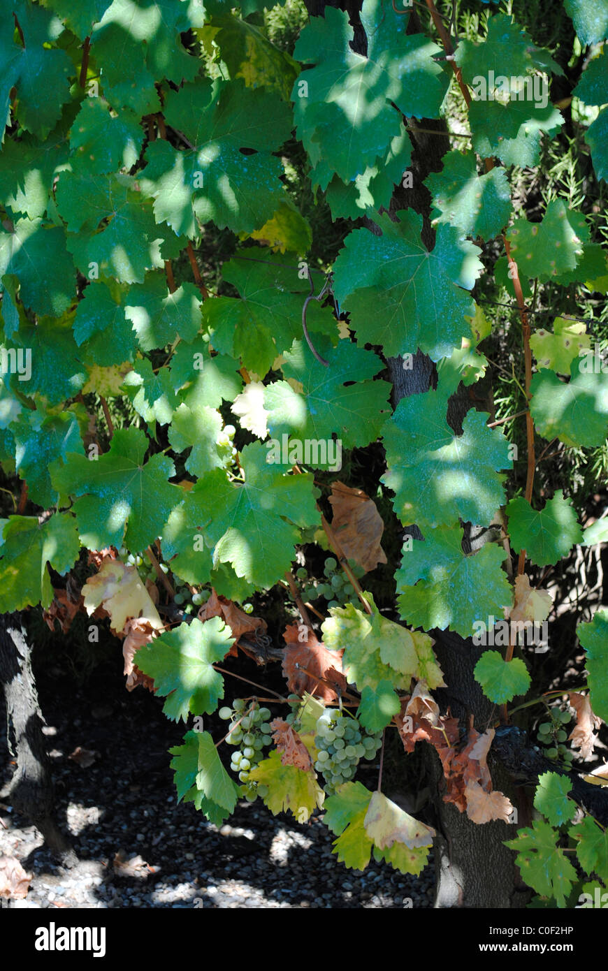 Grape vine with grapes Stock Photo - Alamy