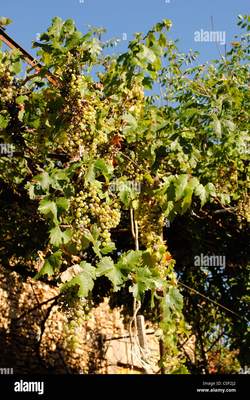 Grape vine with grapes Stock Photo - Alamy