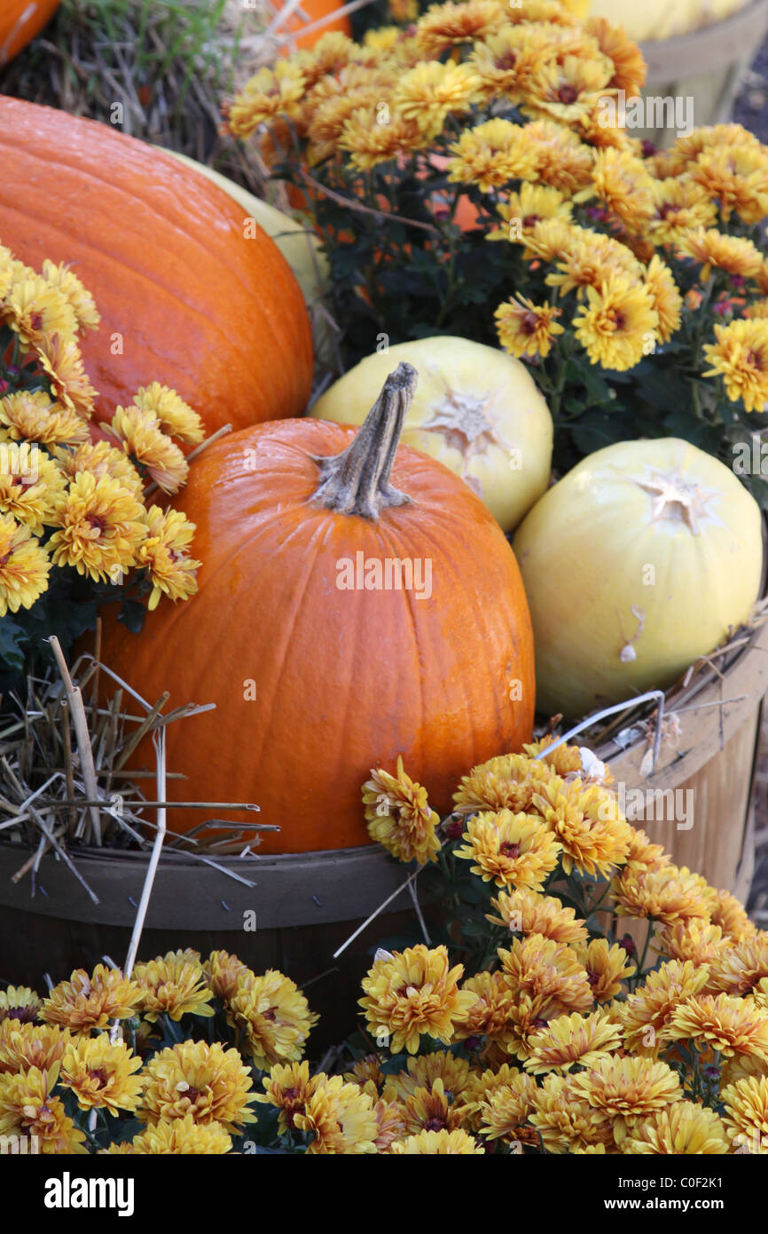 Fall garden scene with pumpkins Stock Photo - Alamy