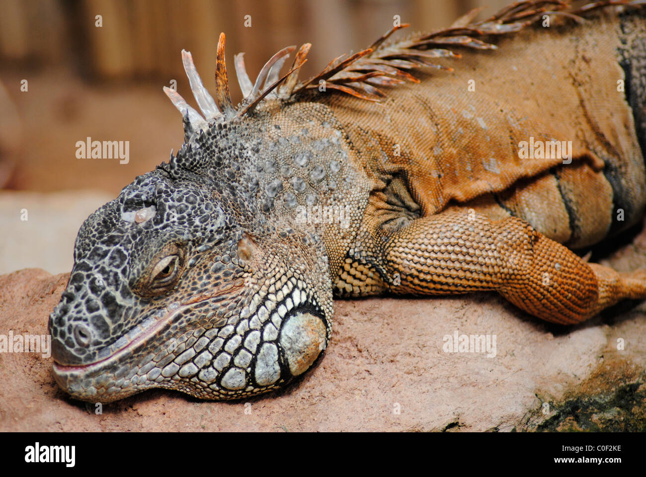 Gray iguana hi-res stock photography and images - Alamy