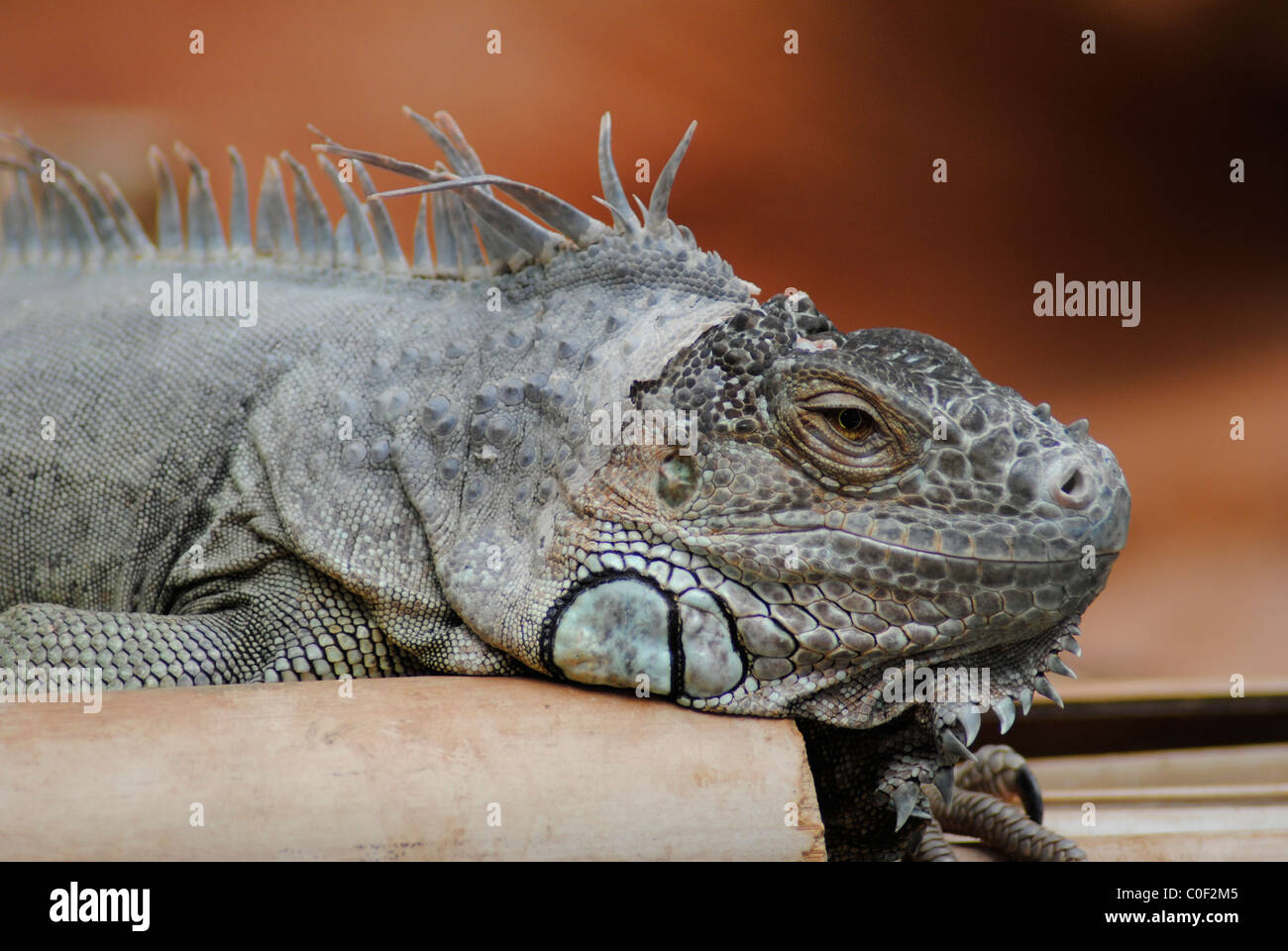Blue iguana hi-res stock photography and images - Alamy