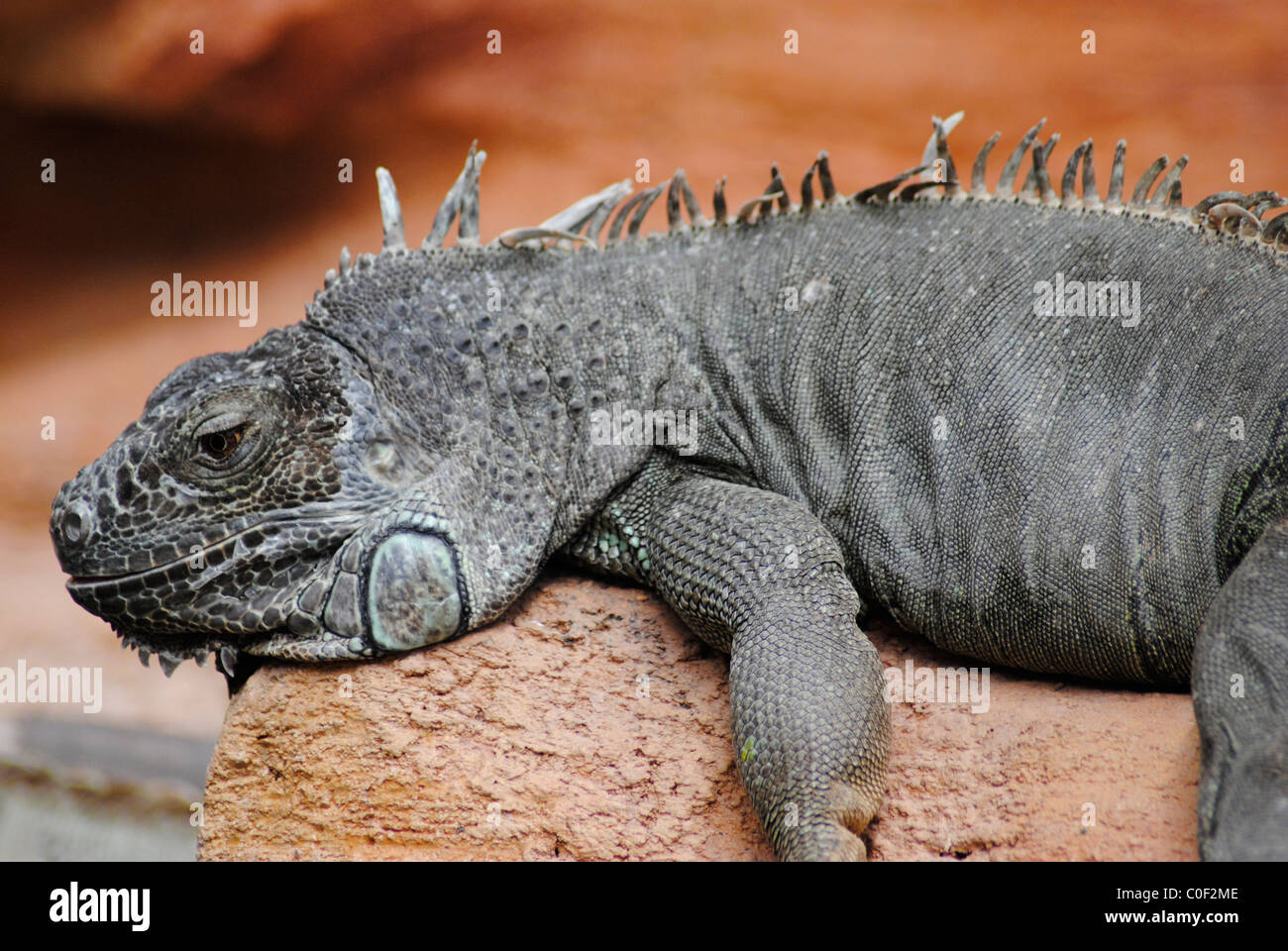 Gray iguana hi-res stock photography and images - Alamy