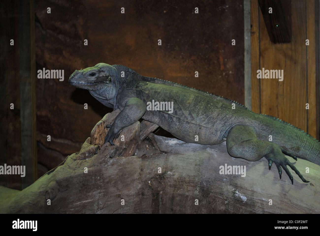 Grey lizards hi-res stock photography and images - Alamy