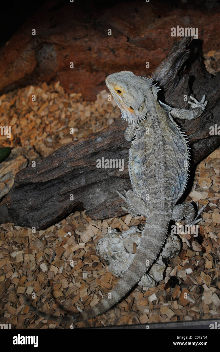 Gray lizards hi-res stock photography and images - Alamy